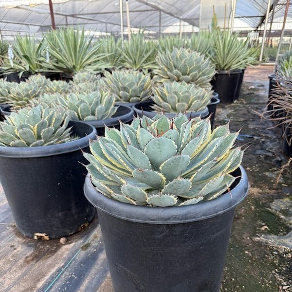 Buy Dwarf Butterfly Agave Phoenix, AZ | Agave potatorum | Three Timbers ...
