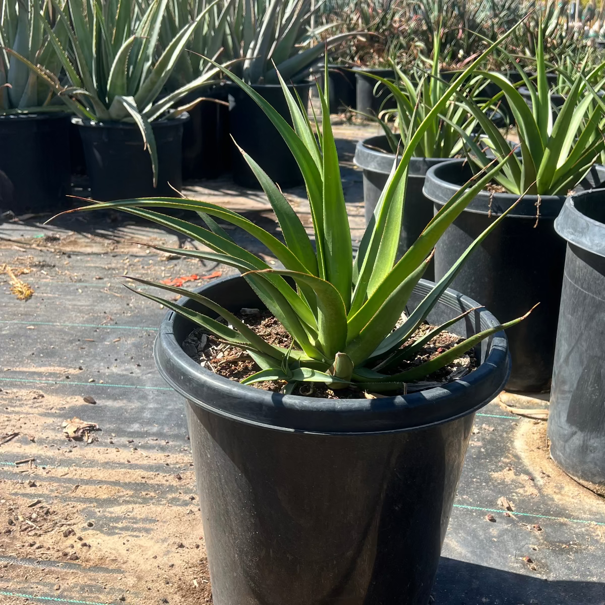 Buy Squid Agave Phoenix, AZ | Agave bracteosa | Three Timbers – Three ...