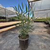 Buy Green Hopseed Bush Phoenix, AZ | Dodonaea viscosa | Three Timbers ...