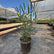 Buy Green Hopseed Bush Phoenix, AZ | Dodonaea viscosa | Three Timbers ...