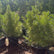 Buy Green Hopseed Bush Phoenix, AZ | Dodonaea viscosa | Three Timbers ...