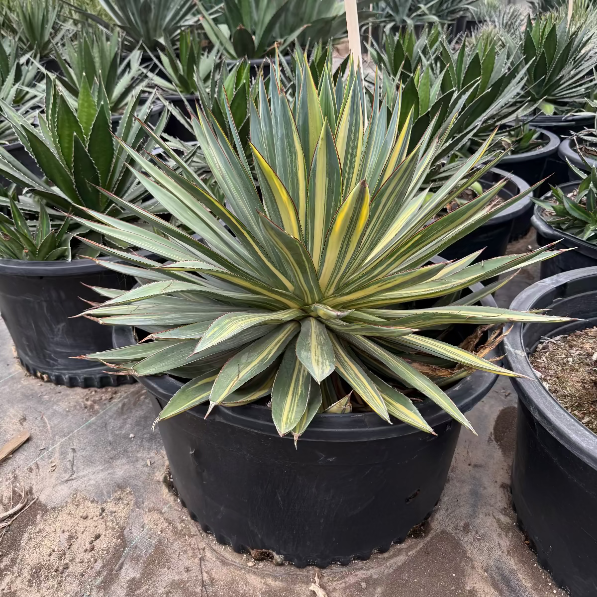 Buy Variegated Blue Glow Agave Phoenix | Agave hybrid | Three Timbers ...