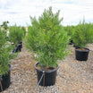 Buy Green Hopseed Bush Phoenix, AZ | Dodonaea viscosa | Three Timbers ...