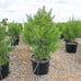 Buy Green Hopseed Bush Phoenix, AZ | Dodonaea viscosa | Three Timbers ...