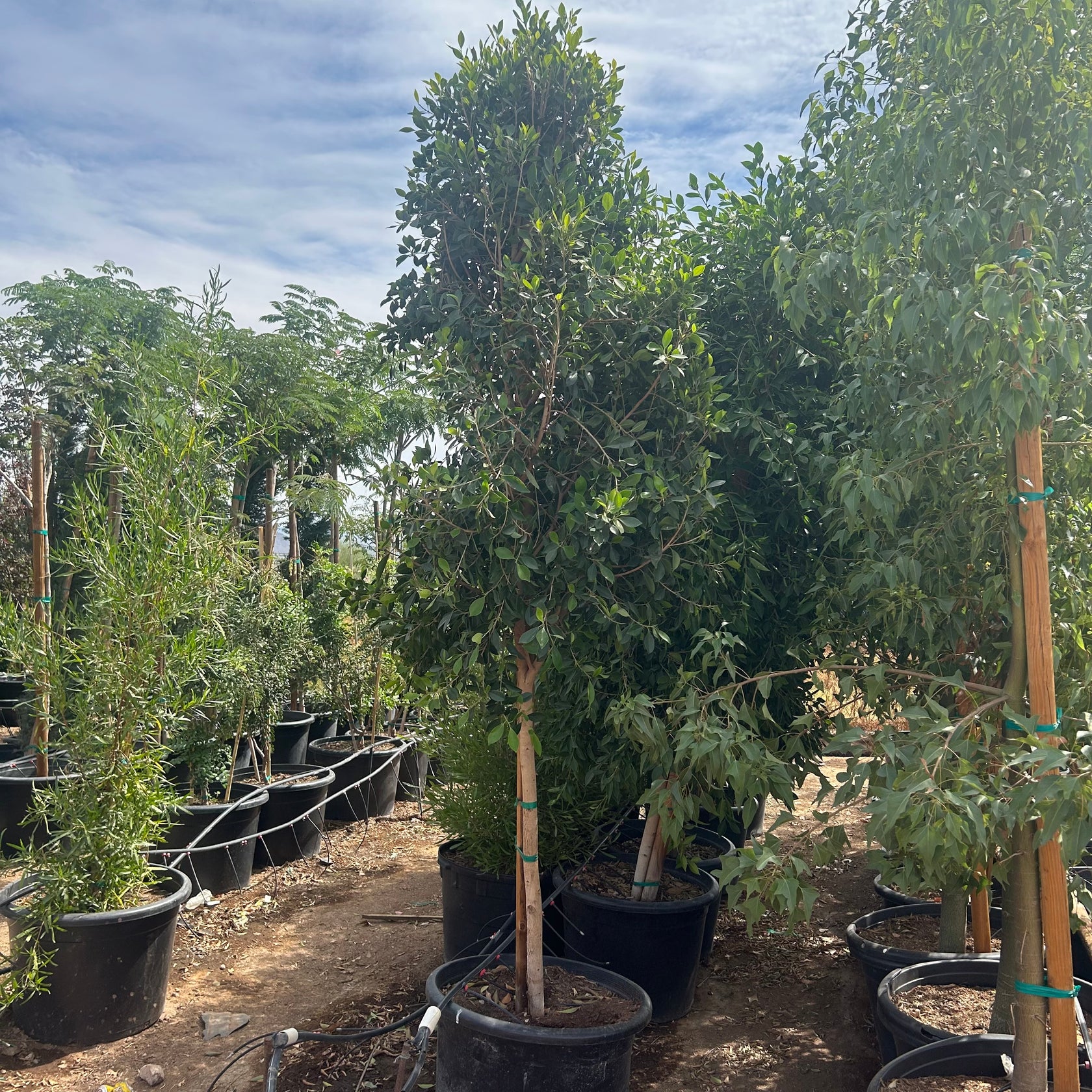 Buy Indian Laurel Ficus Phoenix, AZ | Ficus nitida | Three Timbers ...