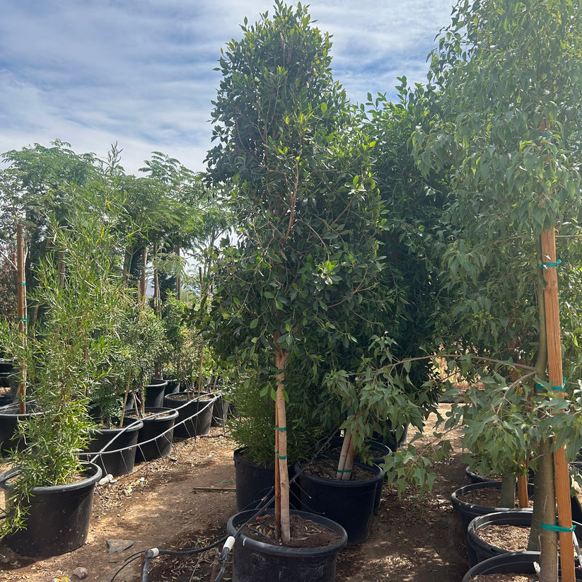 Buy Indian Laurel Ficus Phoenix, AZ | Ficus nitida | Three Timbers ...