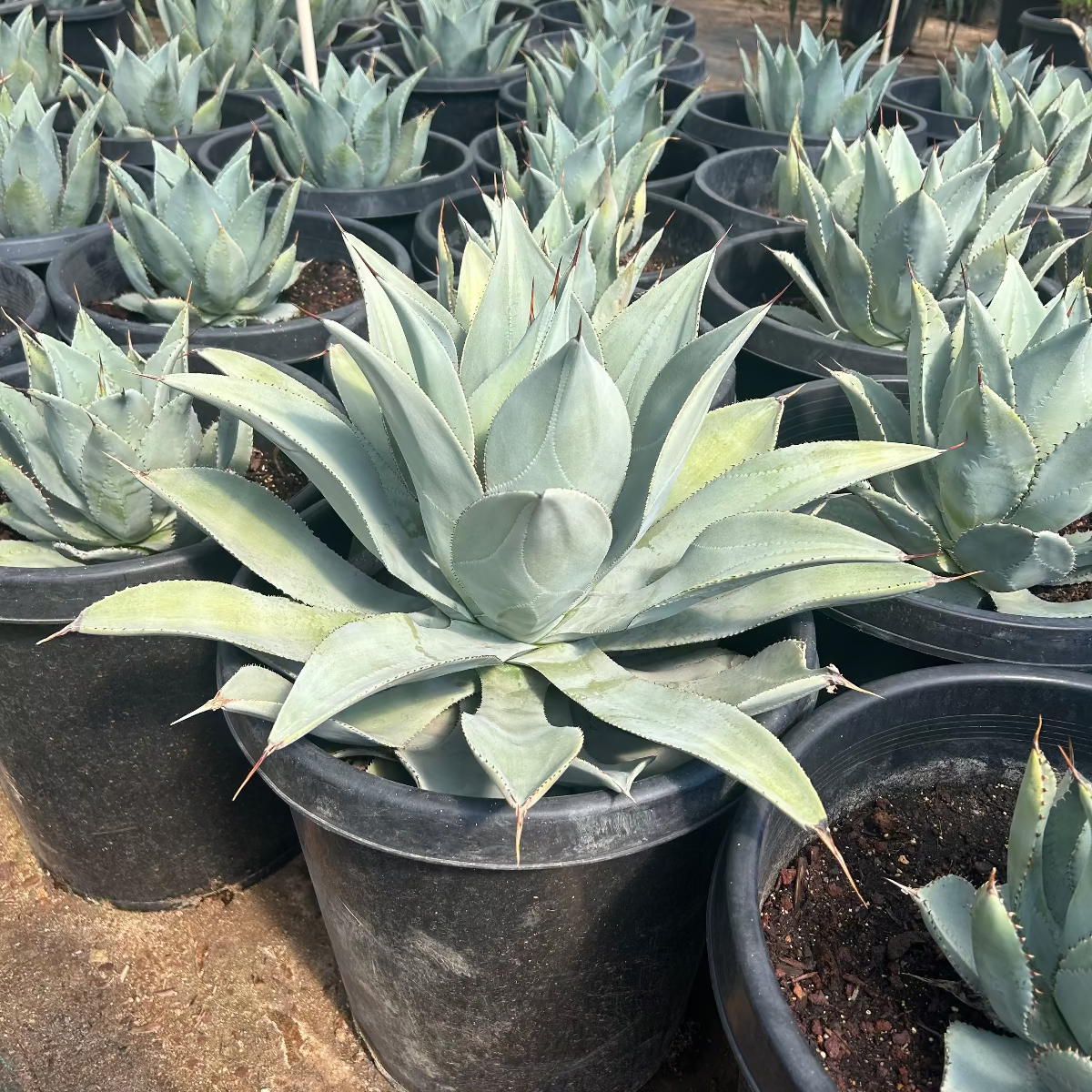Dragon Toes Agave – Three Timbers Landscape Materials