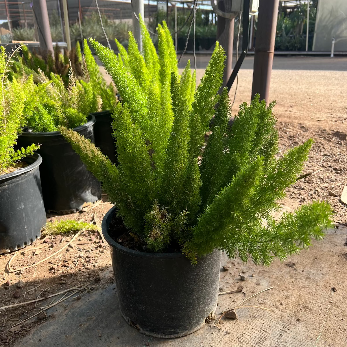 Buy Foxtail Fern Phoenix, AZ | Asparagus densiflorus | Three Timbers ...