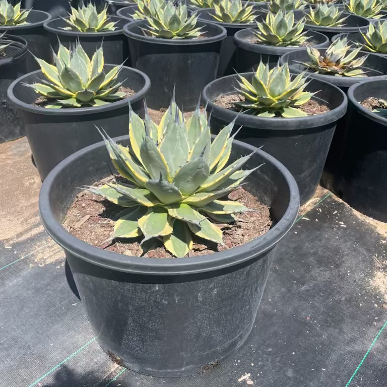 Buy Cream Spike Agave Phoenix, AZ | Agave patonii | Three Timbers ...
