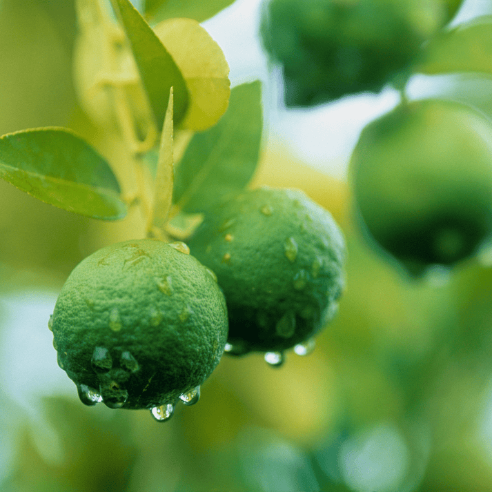 Buy Bearss Lime Tree Phoenix, AZ | Citrus latifolia | Three Timbers ...