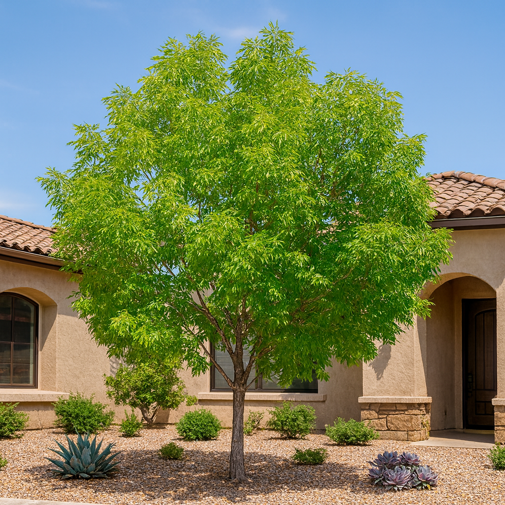 Bonita Ash Tree