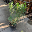 Buy Green Hopseed Bush Phoenix, AZ | Dodonaea viscosa | Three Timbers ...