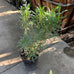 Buy Green Hopseed Bush Phoenix, AZ | Dodonaea viscosa | Three Timbers ...