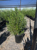 Buy Green Hopseed Bush Phoenix, AZ | Dodonaea viscosa | Three Timbers ...