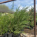 Buy Green Hopseed Bush Phoenix, AZ | Dodonaea viscosa | Three Timbers ...