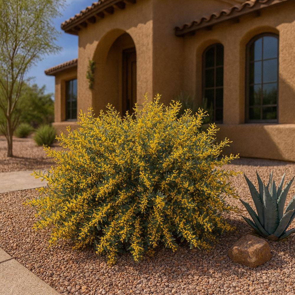 LOW MAINTENANCE & DESERT NATIVES – Three Timbers Landscape Materials