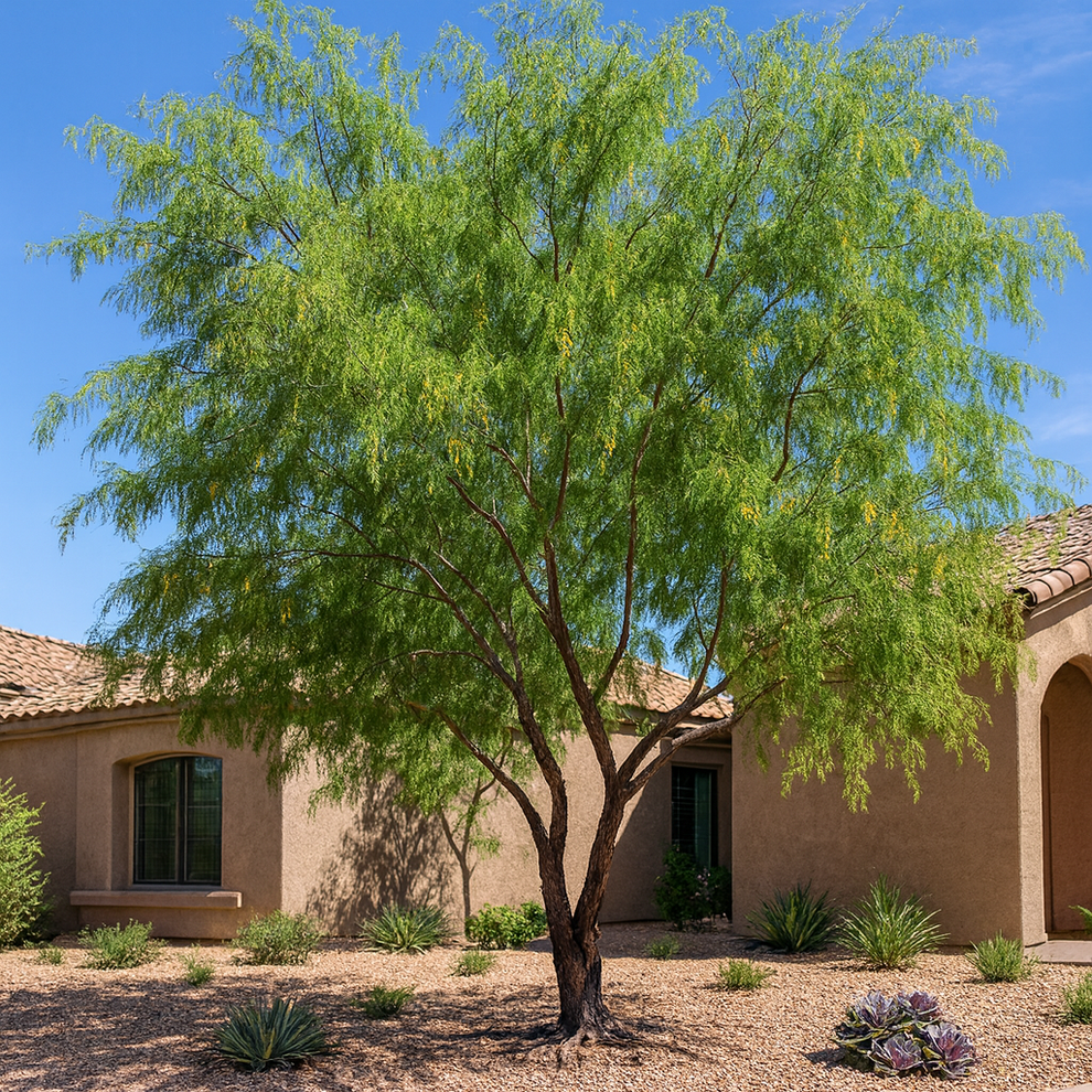 Buy Thornless Honey Mesquite Phoenix, AZ | Prosopis | Three Timbers ...